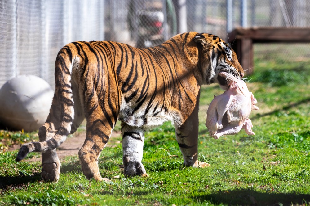 Turkey Bash - Friday, November 28, 2025, 10 a.m. | San Diego Reader