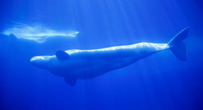 Do sea animals drink seawater? | San Diego Reader