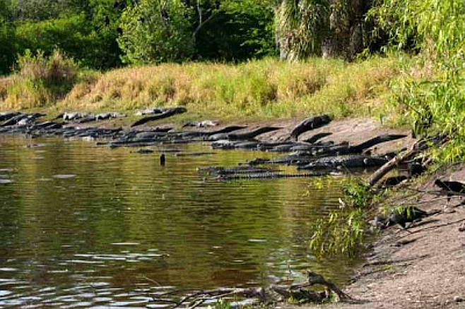 Paddling with gators in Florida's Myakka River State Park | San Diego ...