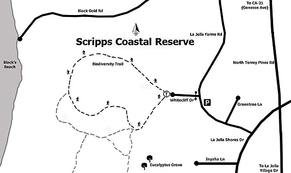 Many rewards at “the Knoll” — Scripps Coastal Reserve | San Diego Reader