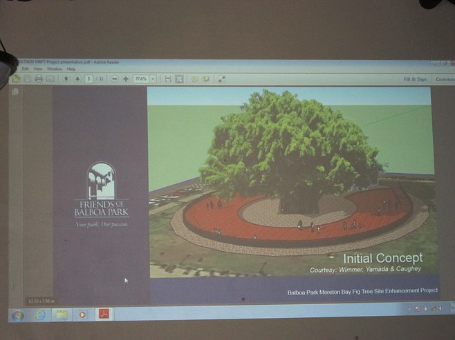 Balboa Park's Moreton Bay fig — how to keep the love | San Diego Reader