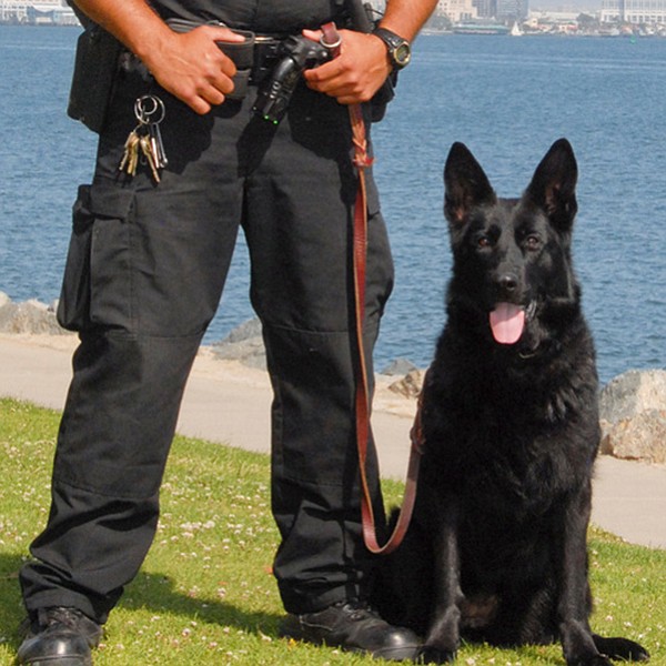 See K-9 units in action – San Diego News