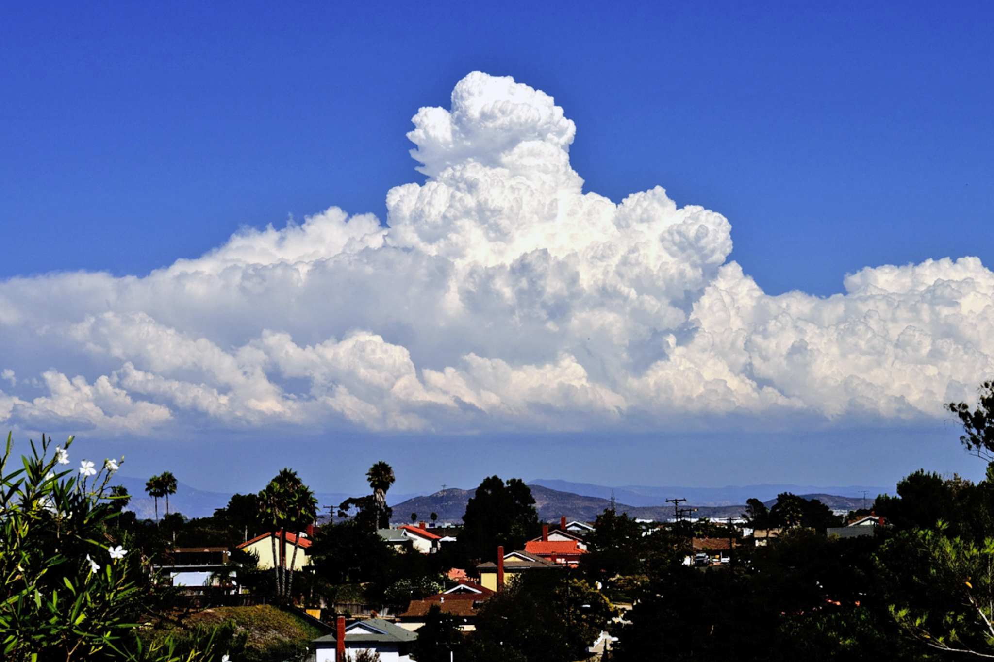 Thunderheads to the east, add native bulbs to your garden | San Diego ...