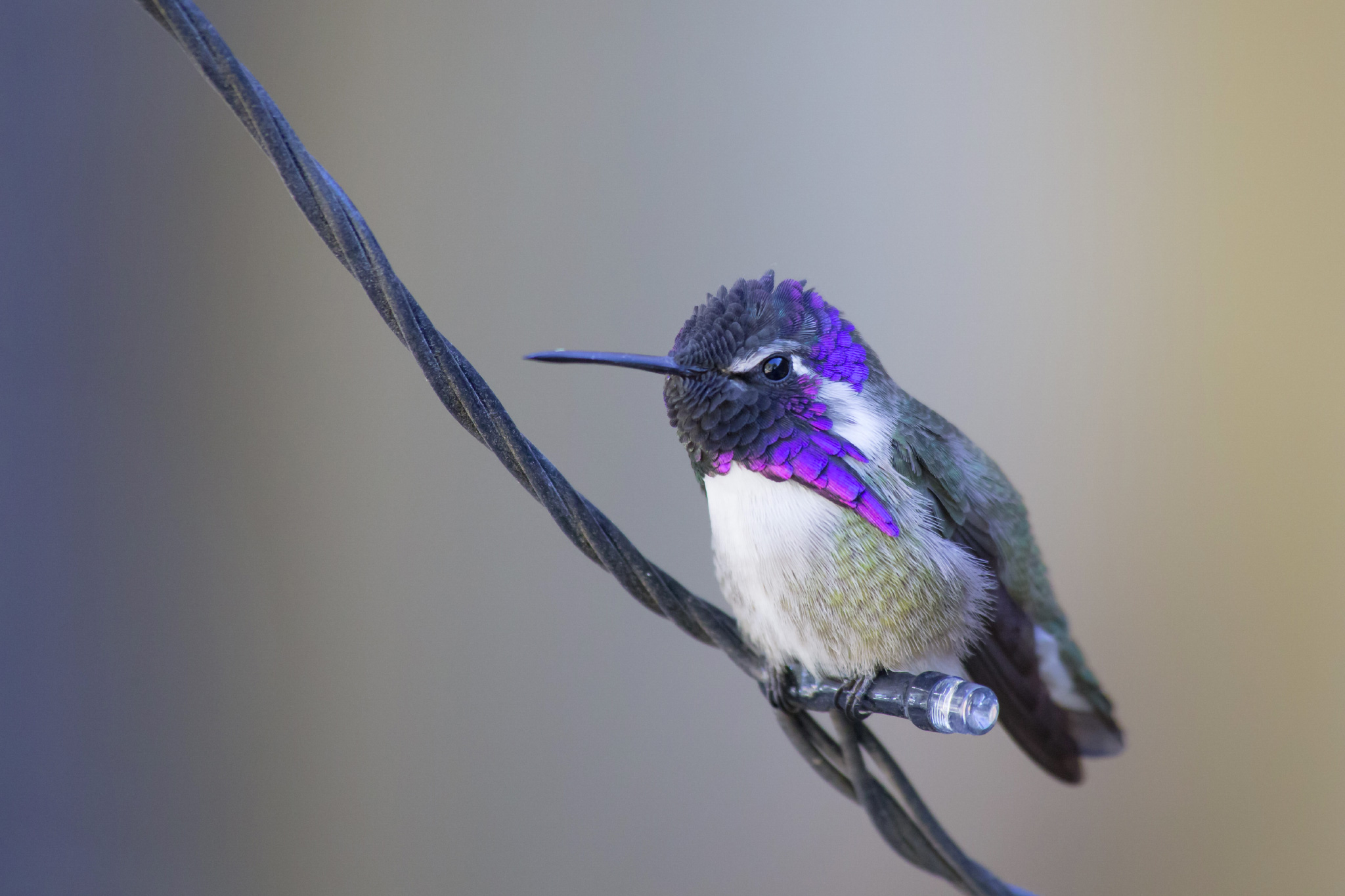 Costa's hummingbirds are widespread along the coast, chaparral flowers ...