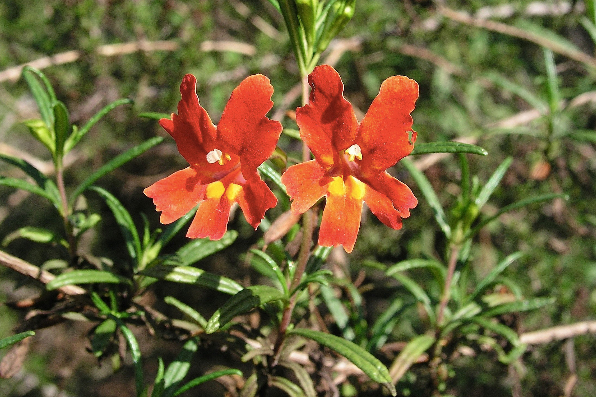 Springtime Monkey-Flower blossoms, Black Oak sprouting new leaves ...
