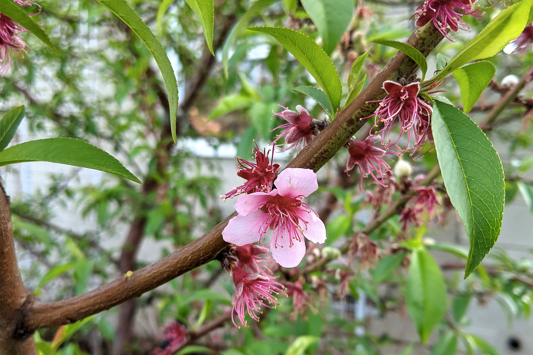 Peach Tree In Bloom