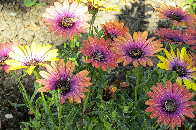 Photo: African Daisies or Osteospermum have over 70 species including ...