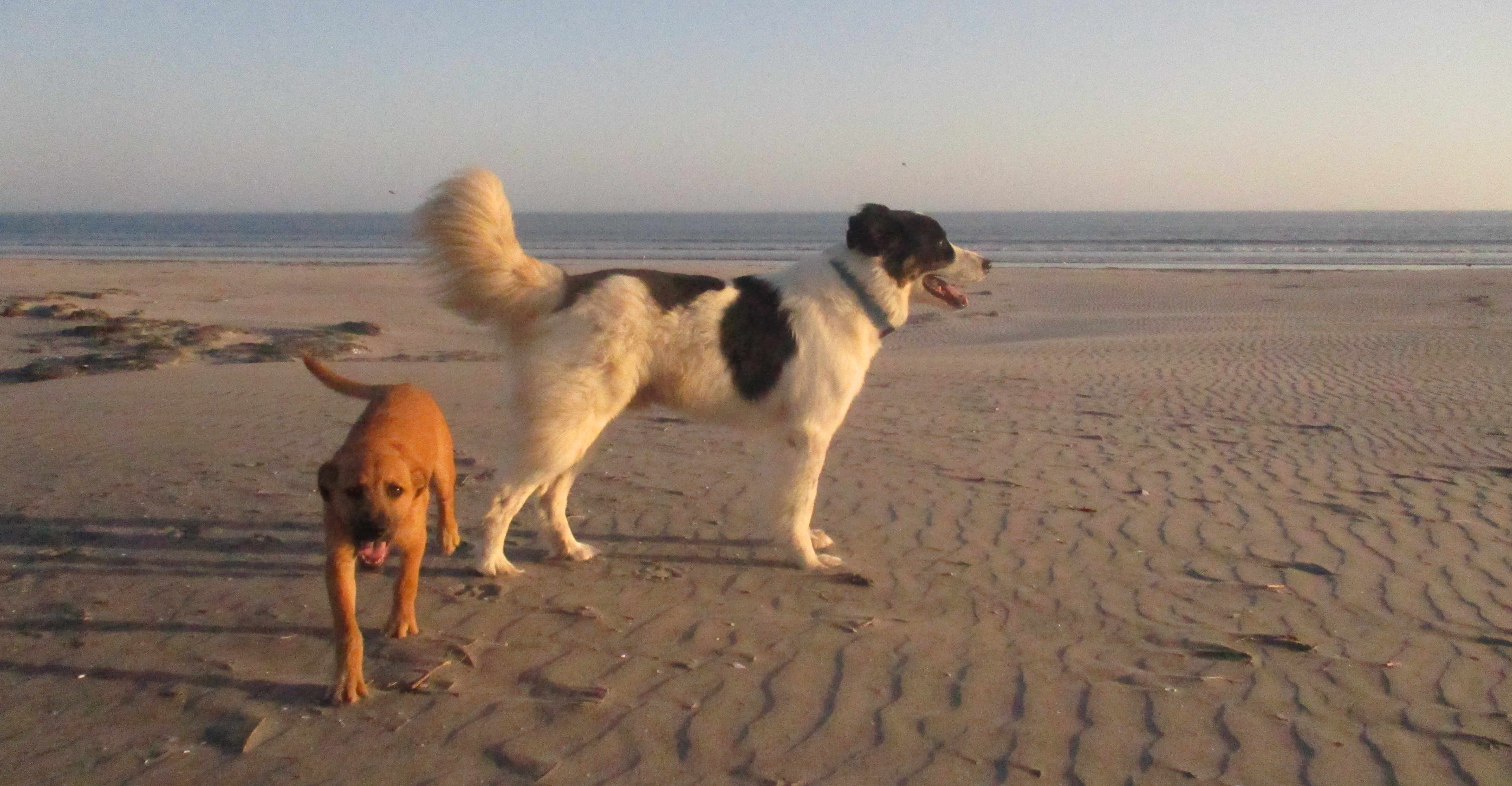 CDC puts up border wall against dogs traveling north | San Diego Reader