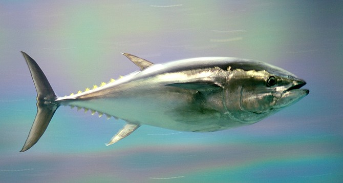 Bluefin probably not spawning off of California | San Diego Reader