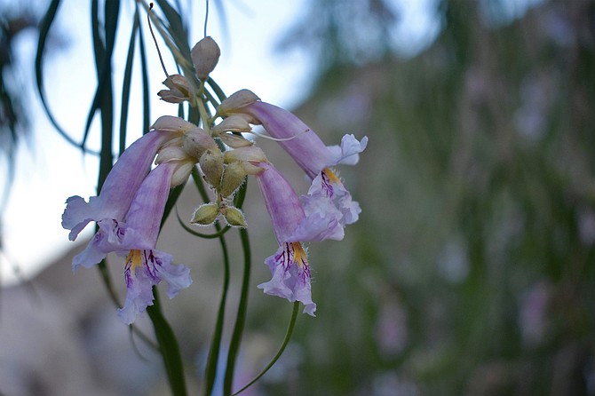 Desert willows and smoke trees continue to bloom | San Diego Reader